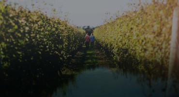 Duck Walk Vine Tour — Where Tradition Meets Innovation | hamptonswinetour